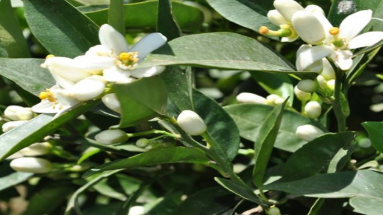 La Zagara in fiore e i suoi numerosi usi