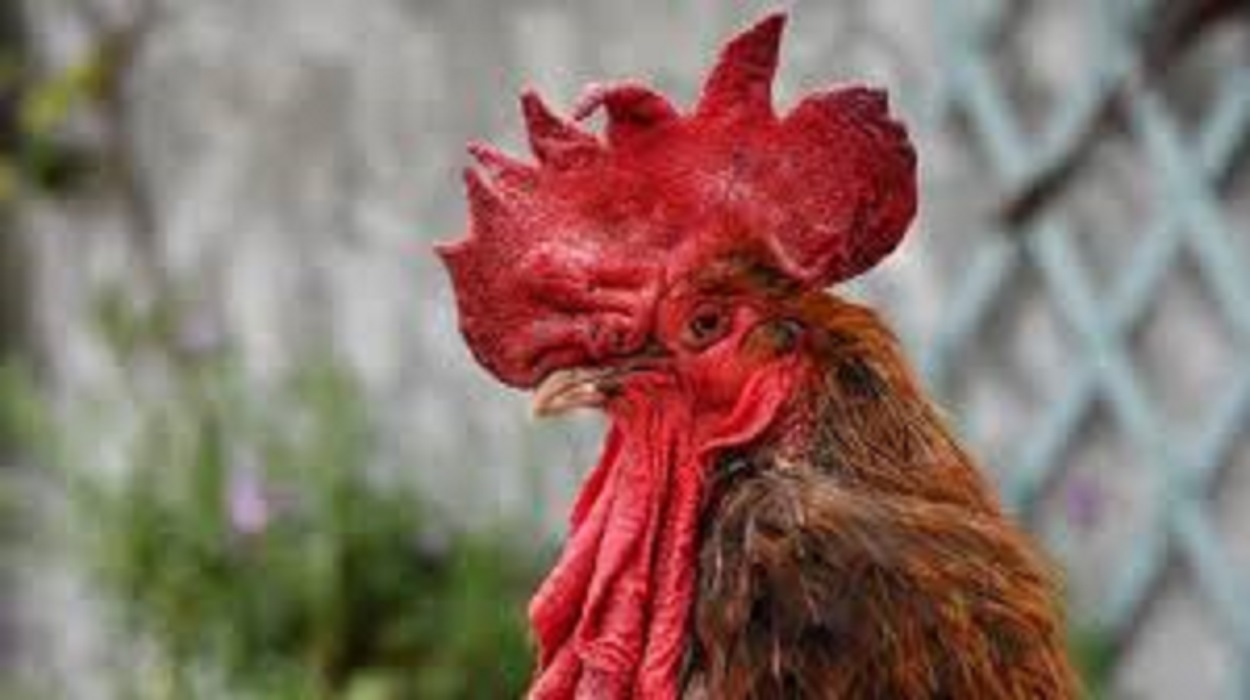 Le célèbre coq Maurice est mort