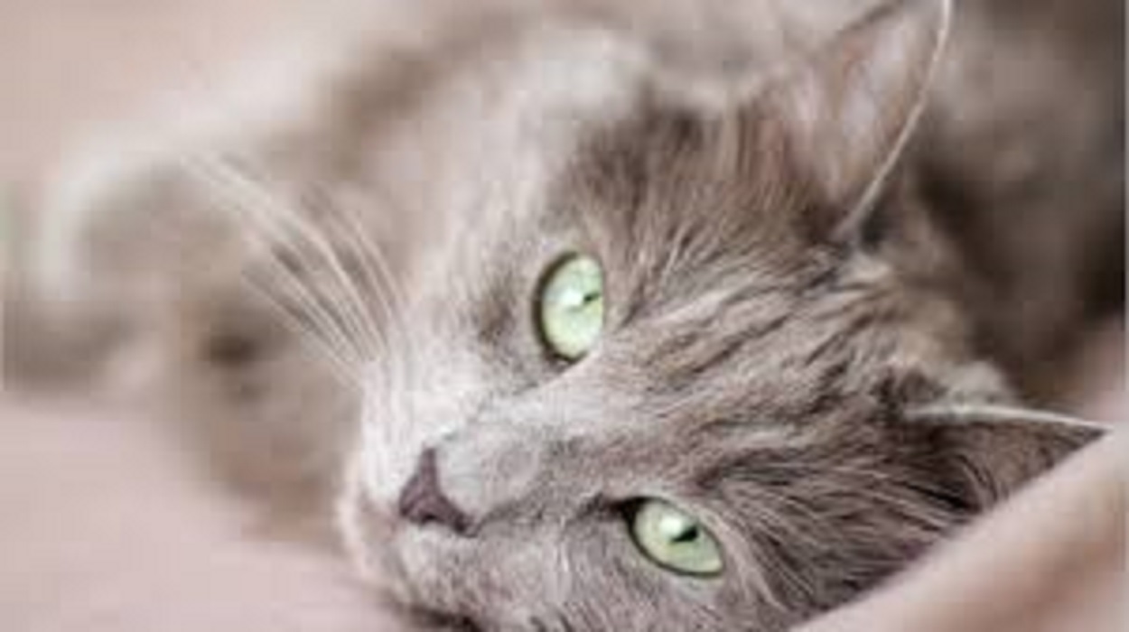 Votre chat vous réveille la nuit et ce n'est pas seulement car il a faim