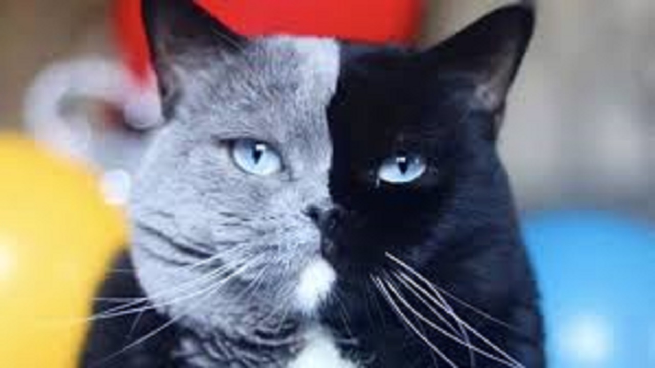 Un chat 'double face' est la star des réseaux