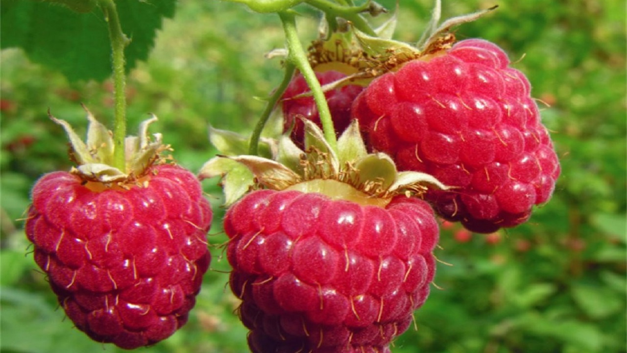 5 benefícios da framboesa para a saúde